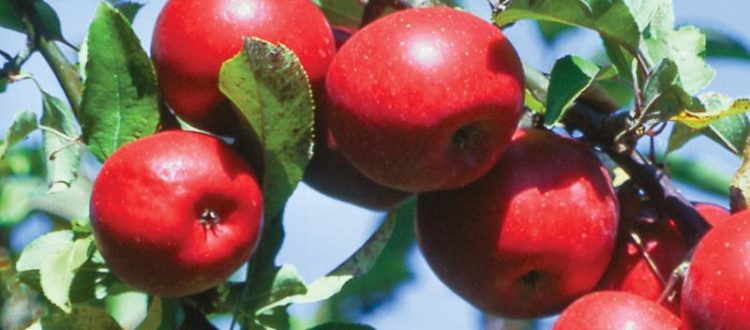 Rome Apple Grown at Apple Holler