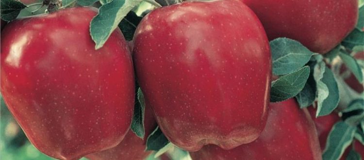 The Red Delicious Apple Grown at Apple Holler