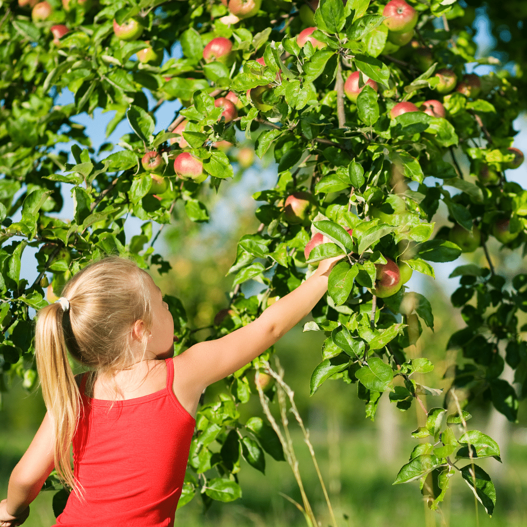 Apple Picking | Apple Orchard Admission, Hours, Prices, & Info