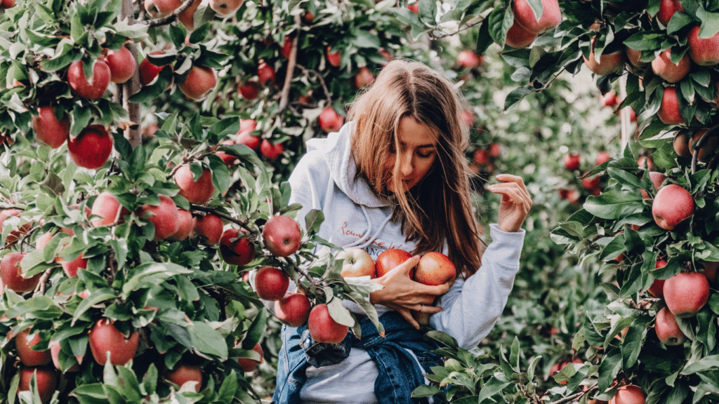 Apple Holler | Apple Picking Orchard in Wisconsin Near Chicago