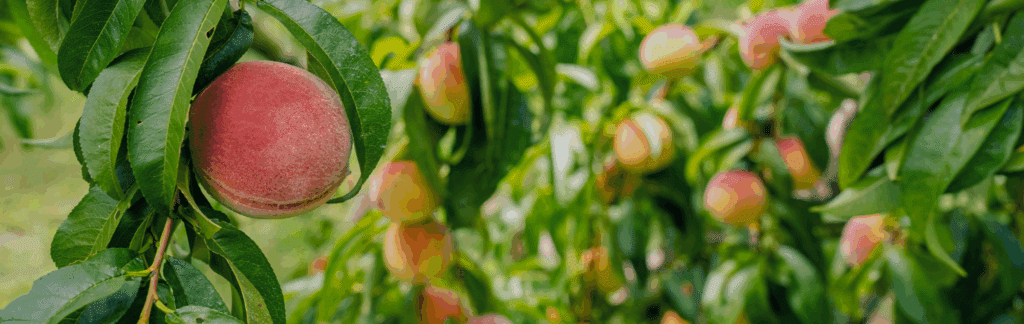 Pick Your Own Peaches in Wisconsin - Apple Holler